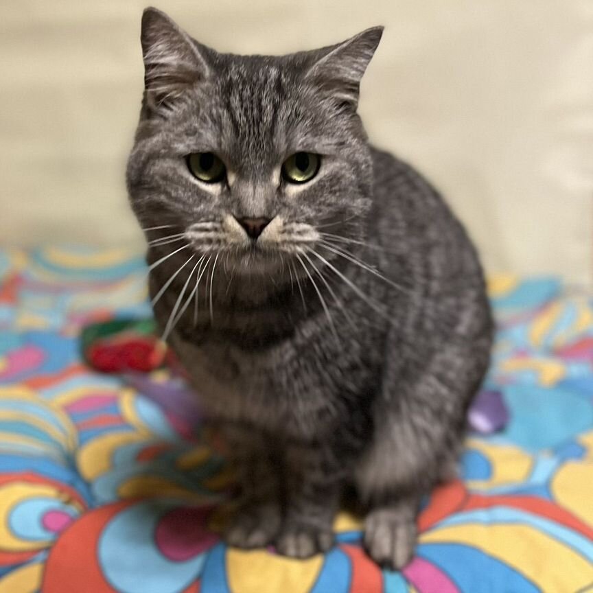 Взрослая, кошка в добрые руки