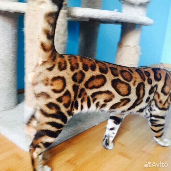 Подрощенные бенгальские котики и кошечки