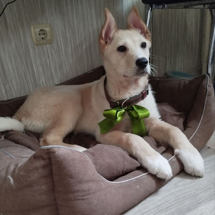 Щенок в добрые руки