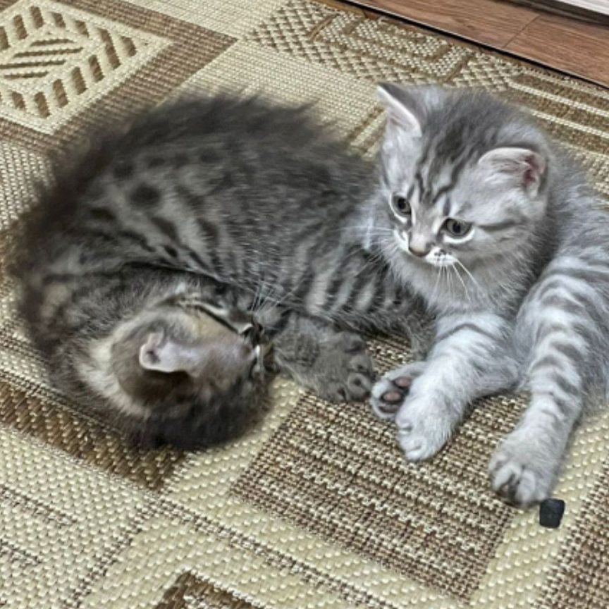 Котёнок от частного владельца