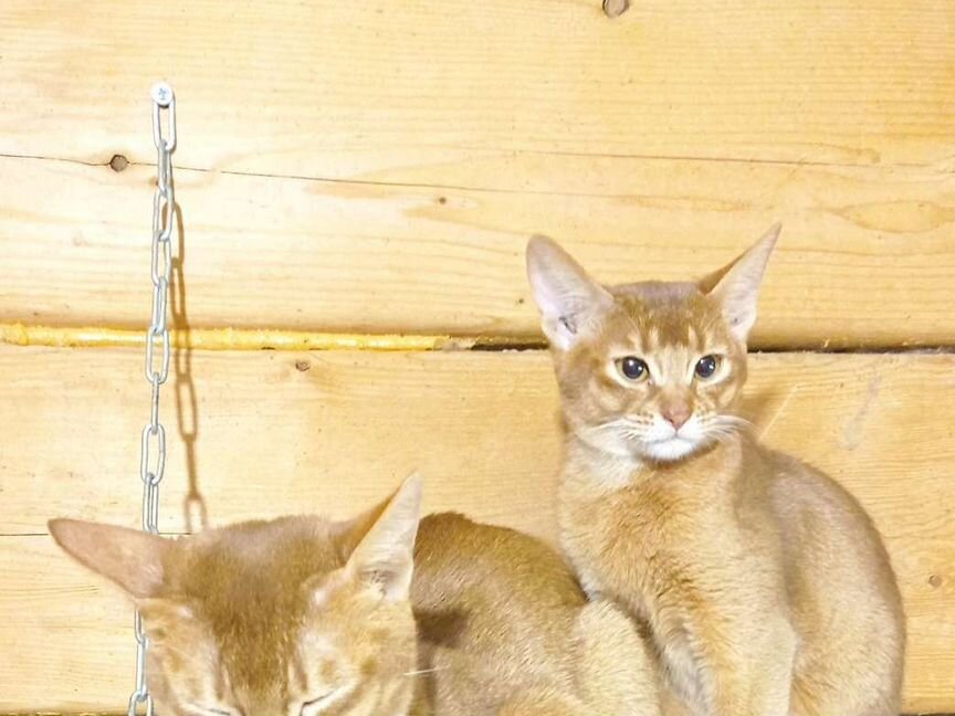 Абиссинская кошка