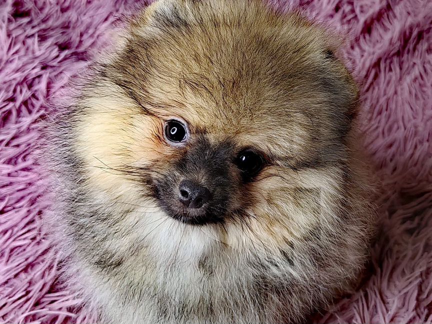 Померанский шпиц