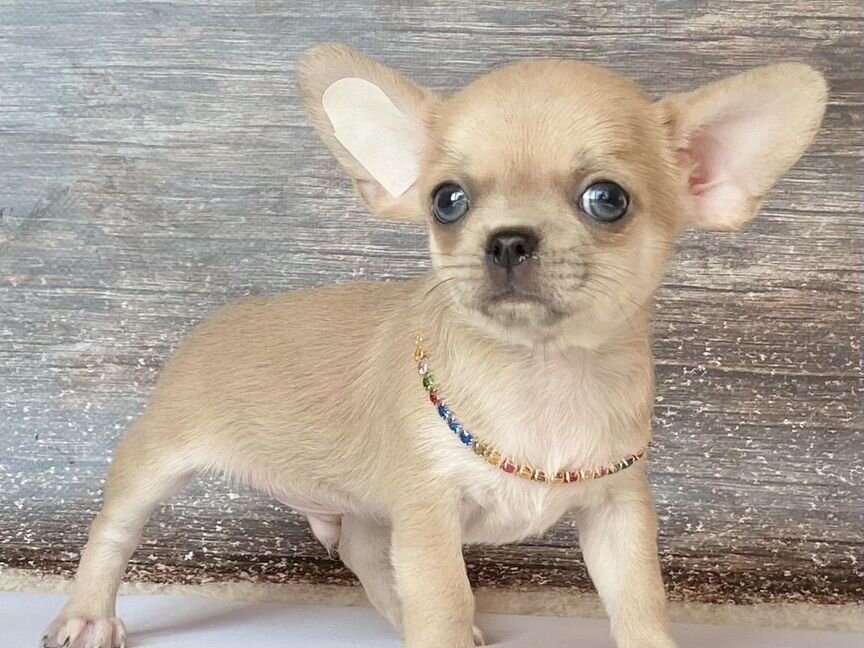 Голубоглазый блондин