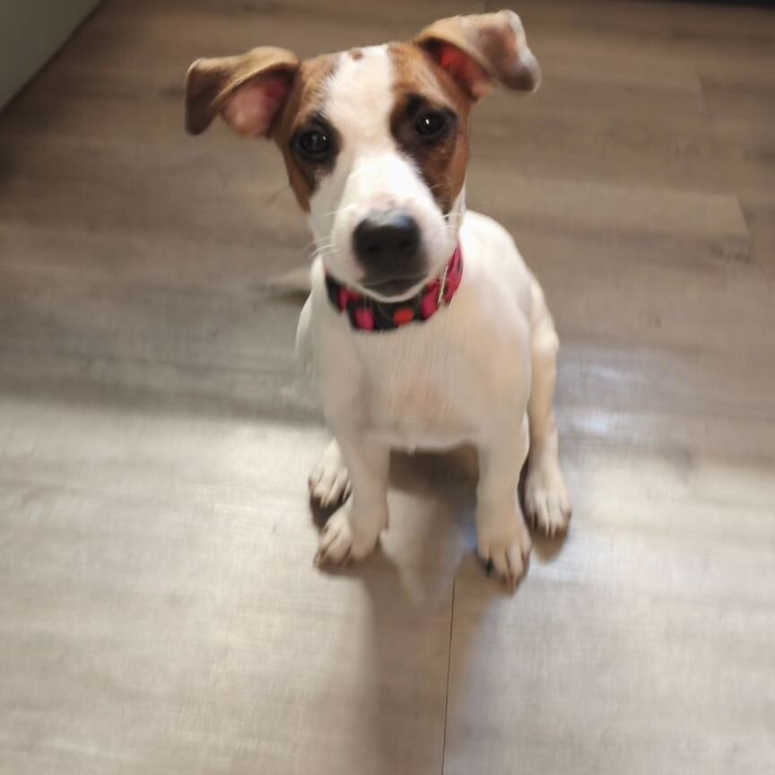 Джек-рассел-терьер, щенок