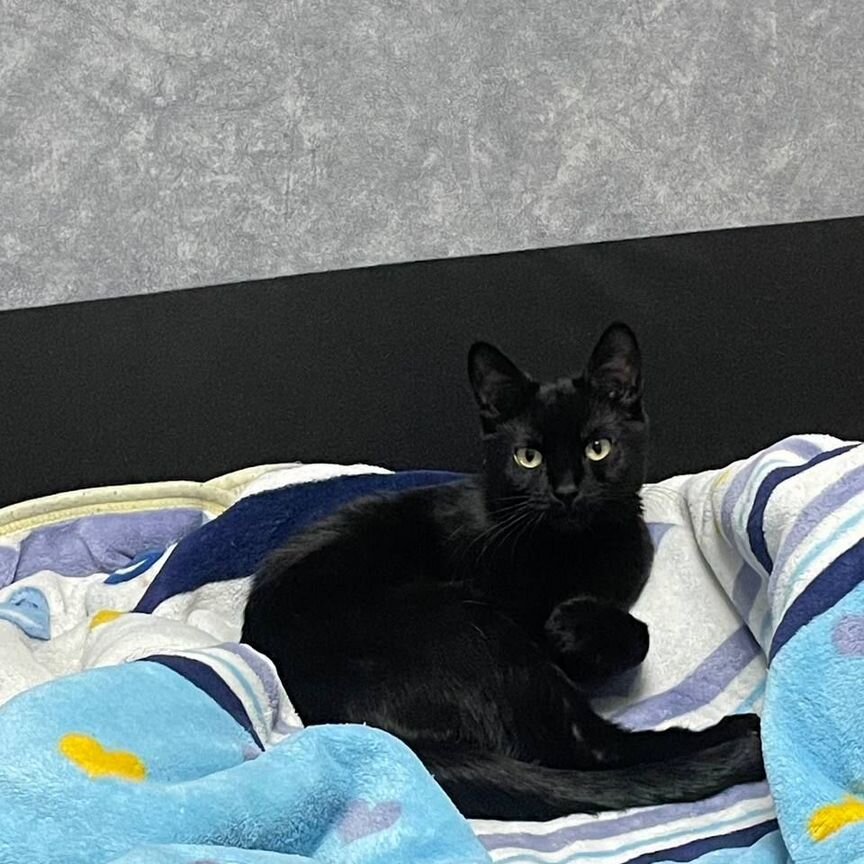 Ласковая мурлыка