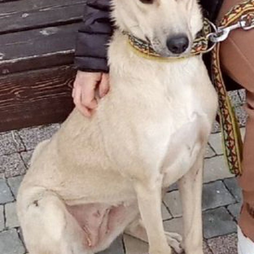 Линда, найдена в степи