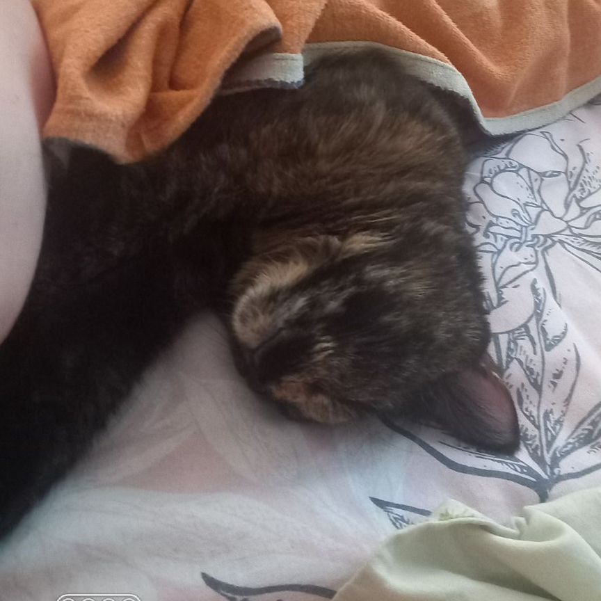 Кошечка в добрые руки