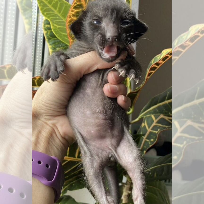 Ориентальный котёнок