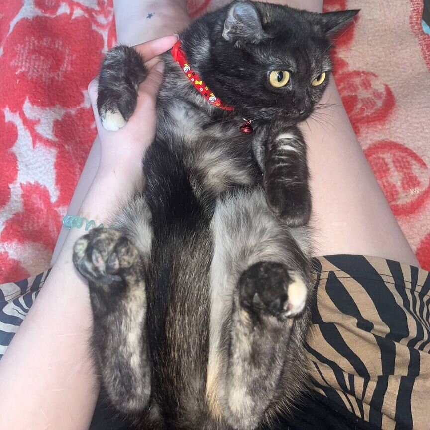 Кошечка Черепашка