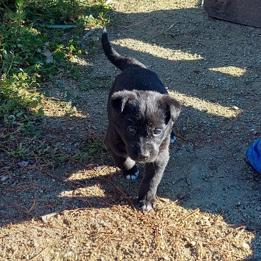 Отдам бесплатно щенки