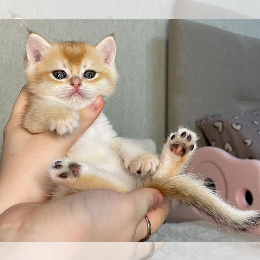Британский короткошёрстный котёнок
