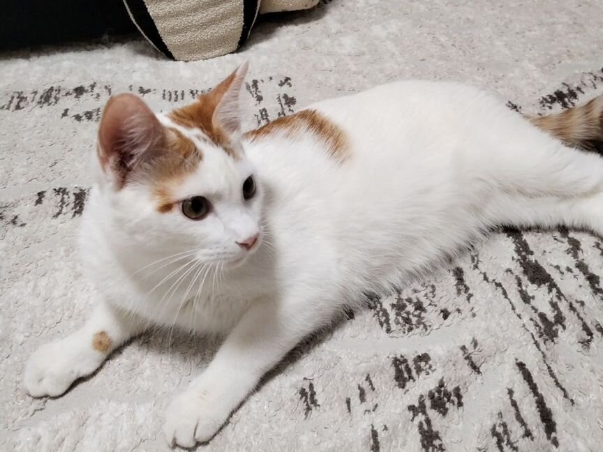 Кошки в добрые руки бесплатно