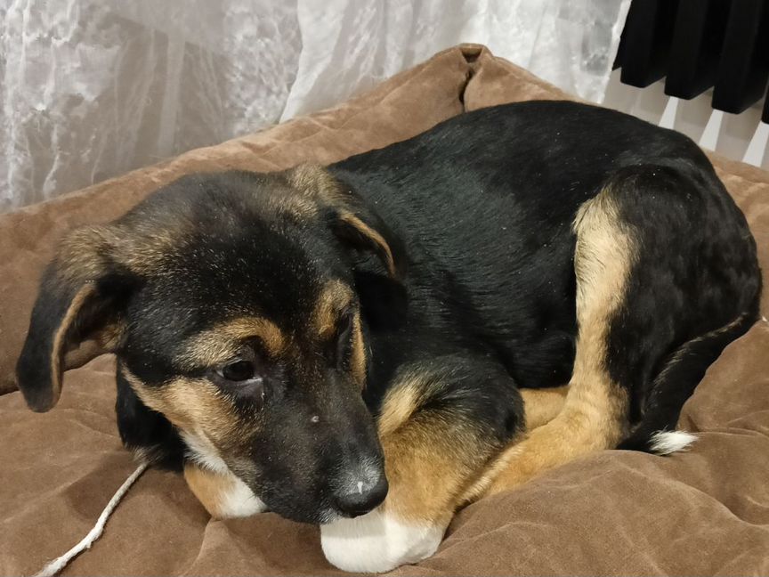 Красивый пёс, щенок в добрые руки