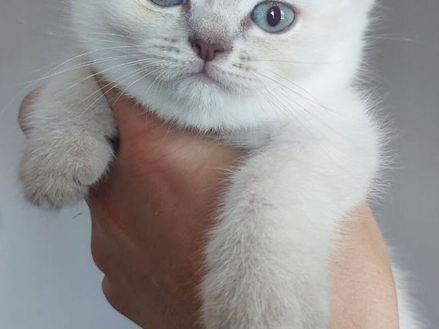 Шотландские прямоухие котята