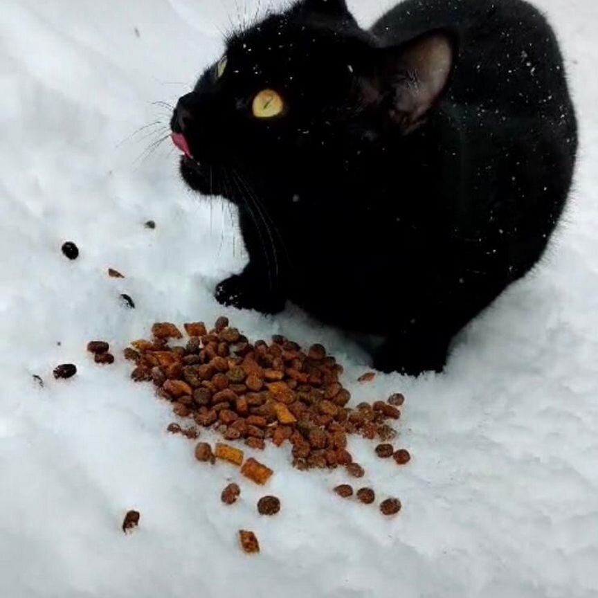 Котик