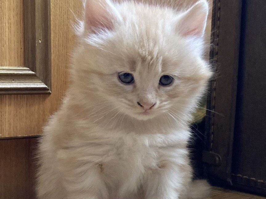Котята