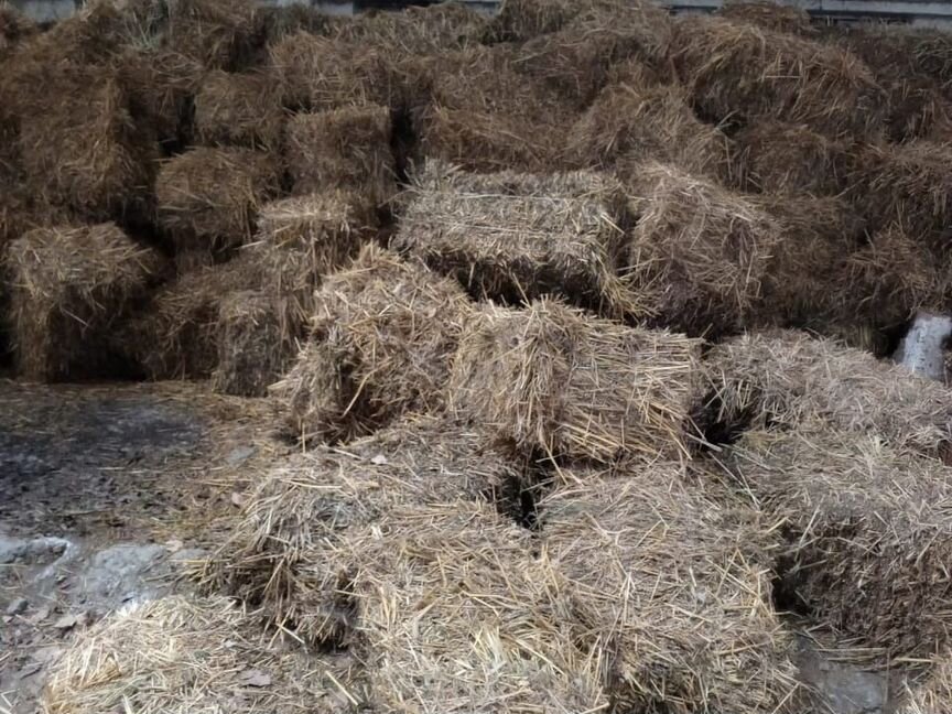 Сено в тюках суданка