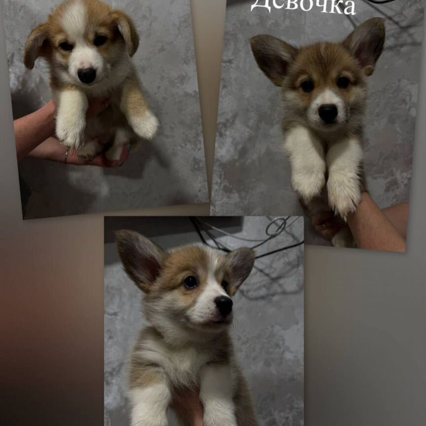 Вельш Корги Пемброк, щенок