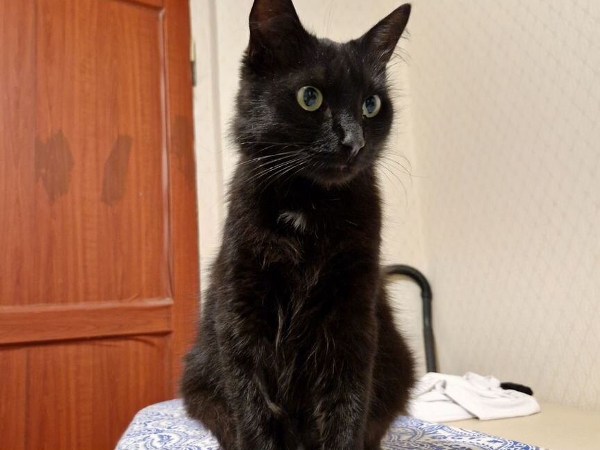 Котик ищет дом