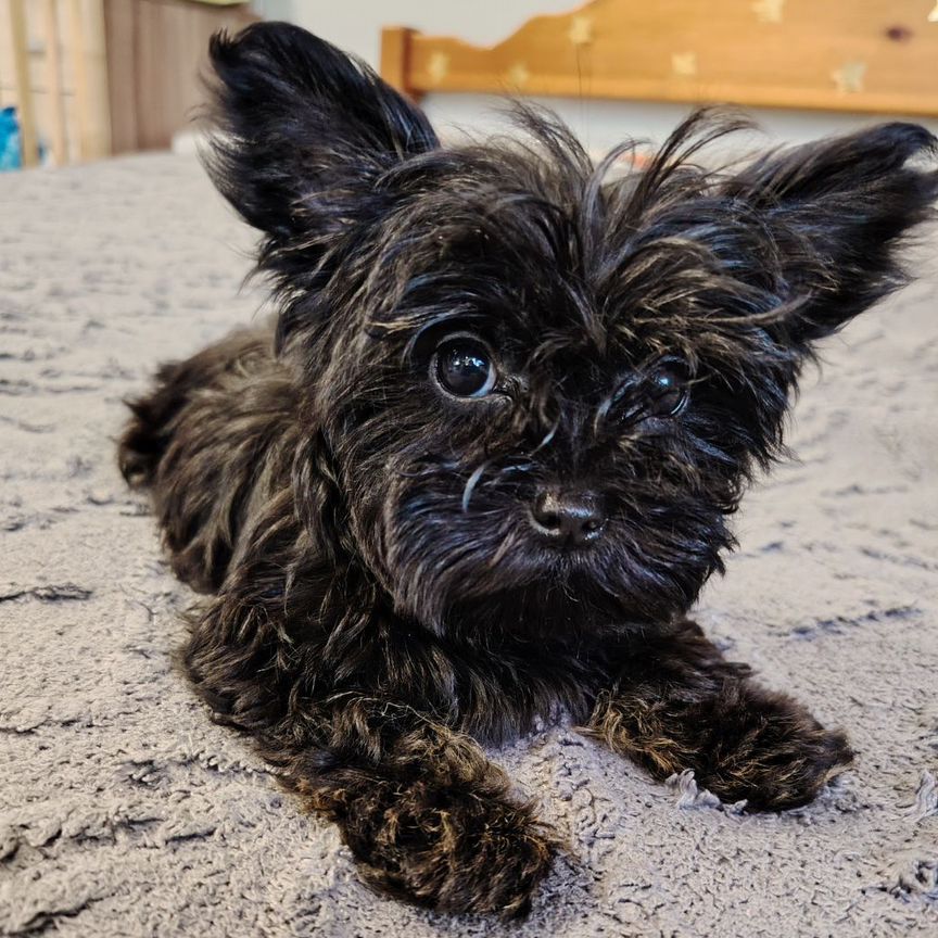 Йоркширский терьер, щенок