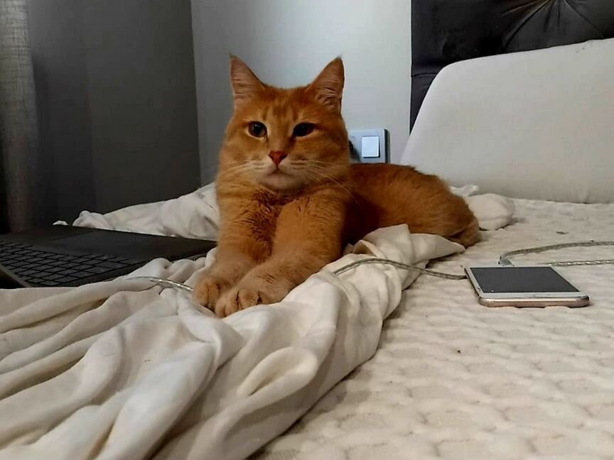 Лева в добрые ручки