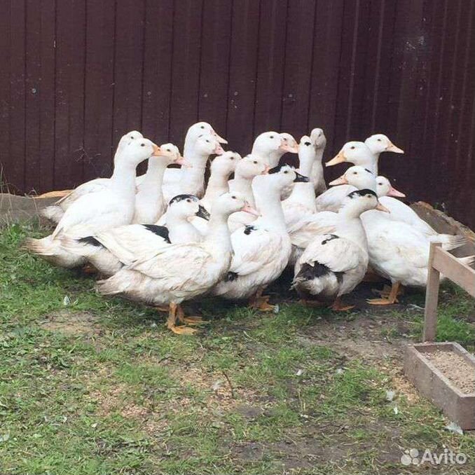 Утки большие муларды