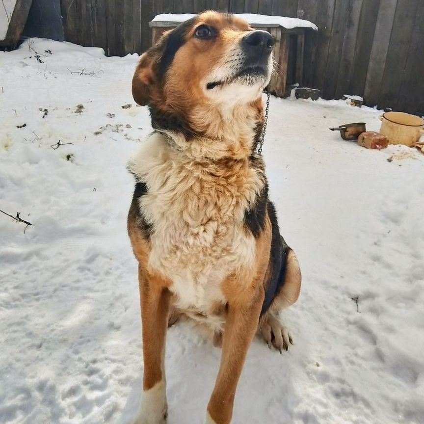 Зовут "Цезарь" остался без хозяина