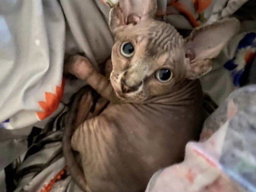 Канадский сфинкс котенок