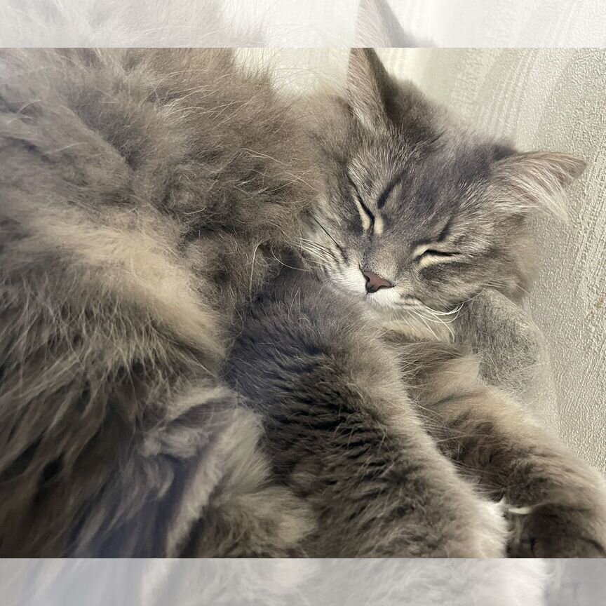 Взрослая, кошка в добрые руки