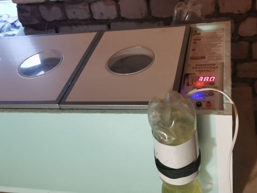 Инкубатор блиц