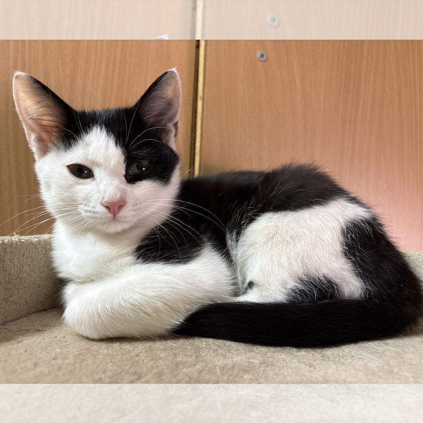 Котёнок в добрые руки