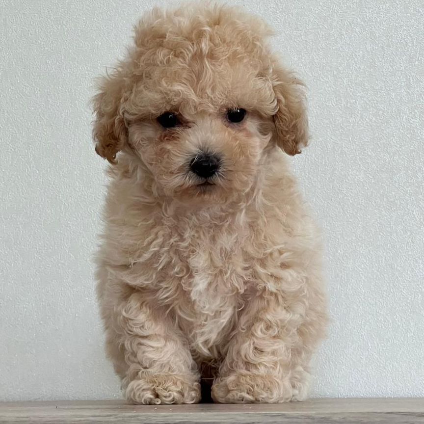 Мальтипу, щенок