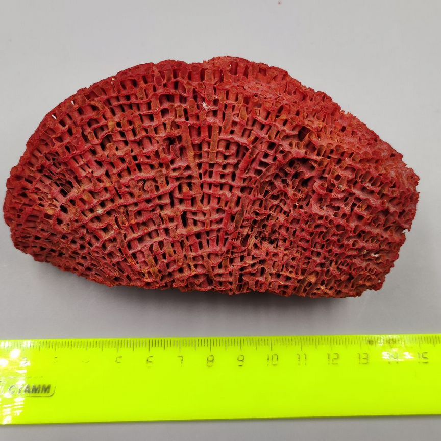 Красный коралл. Колония. Карибское море. Красивый