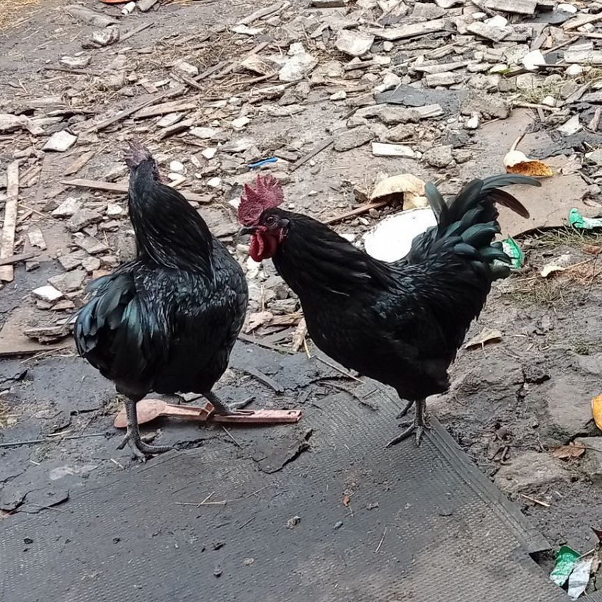 Петух Ухейилюй