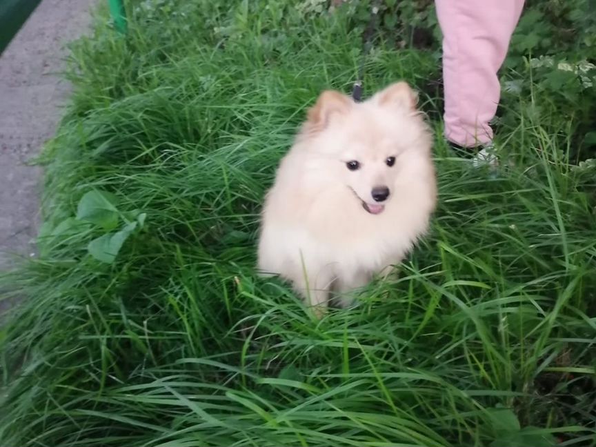 Померанский шпиц девочка