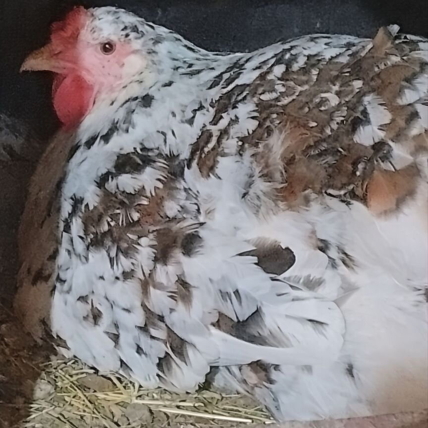 Инкубационные яйца породных кур