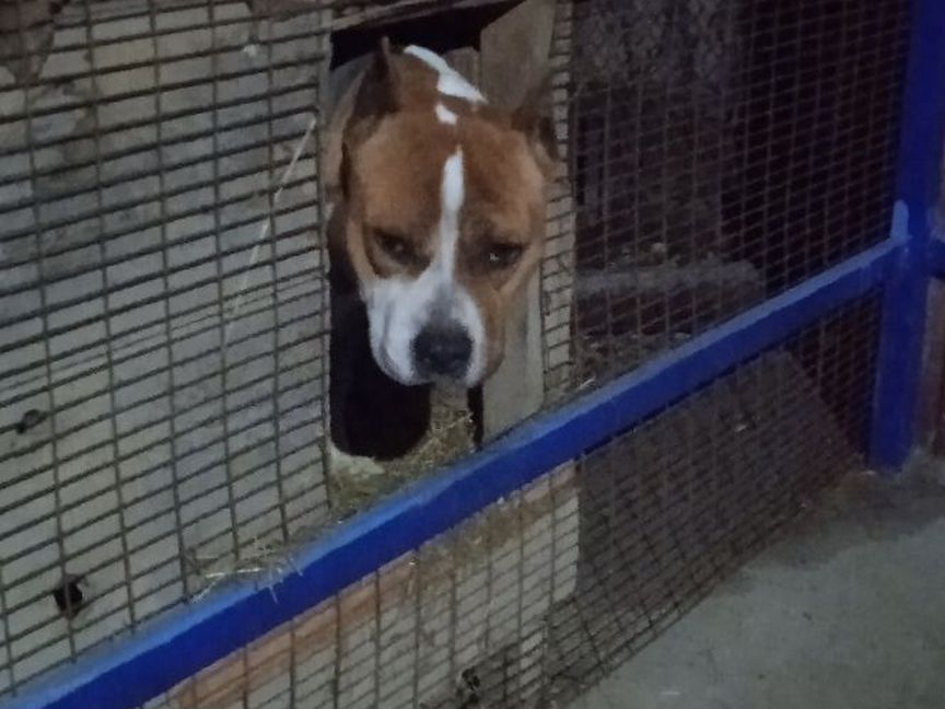 Вязка ам стаф девочка