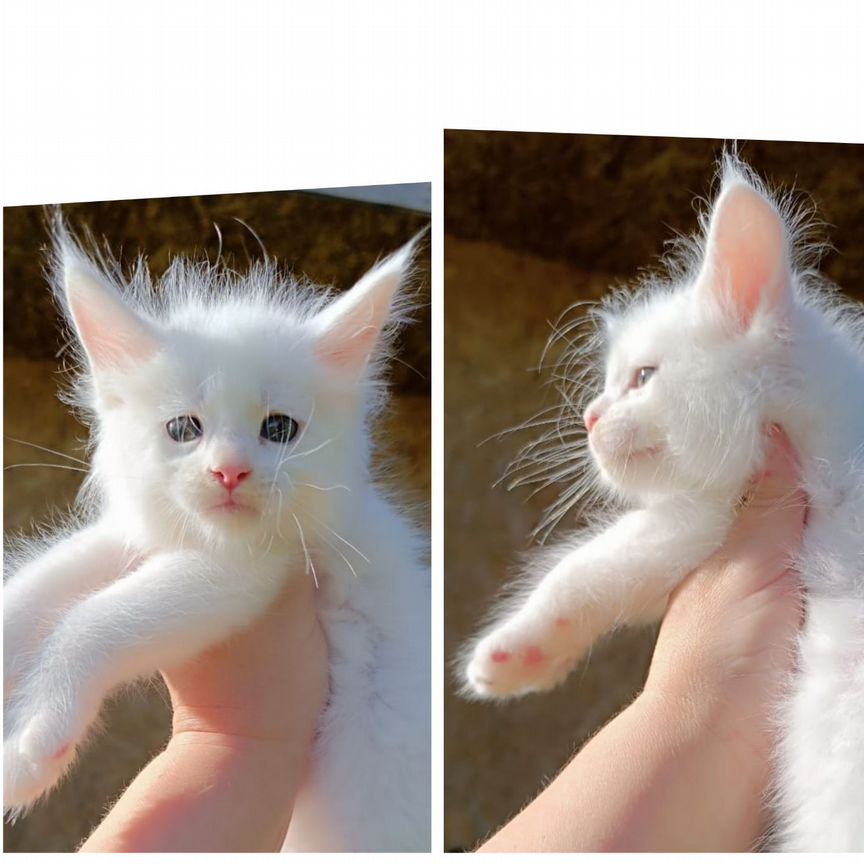 Мейн-кун котёнок