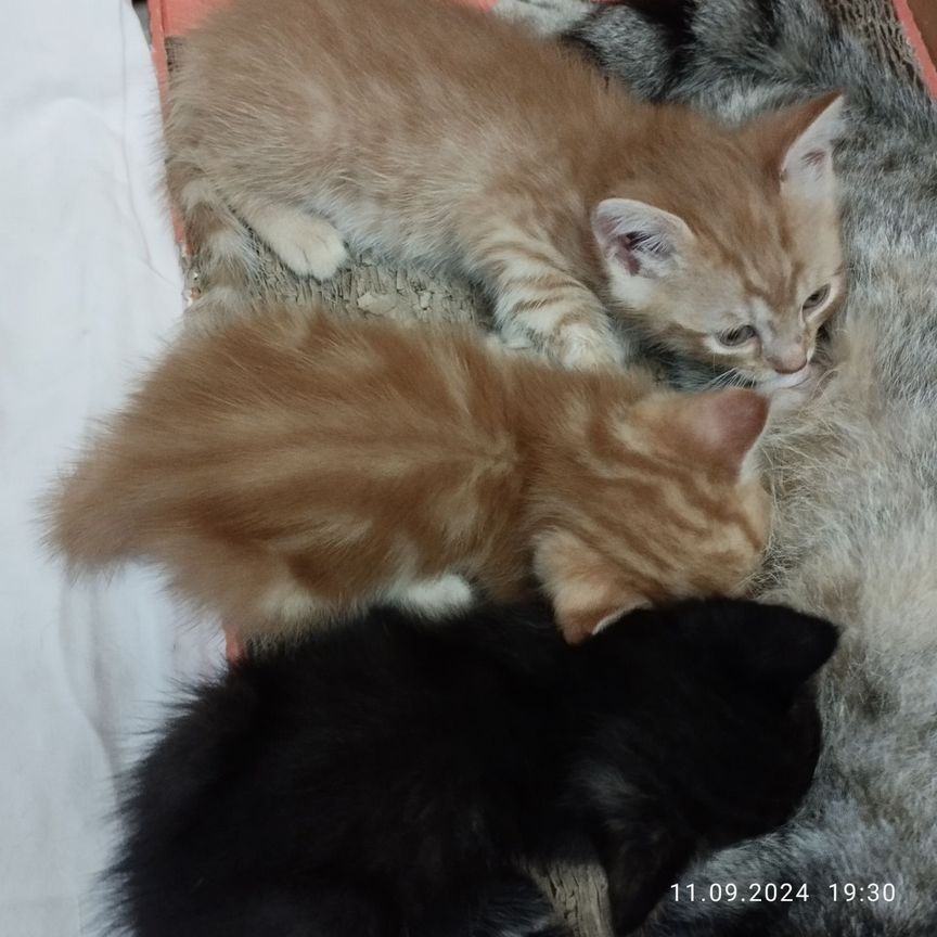 Котята 3 нед