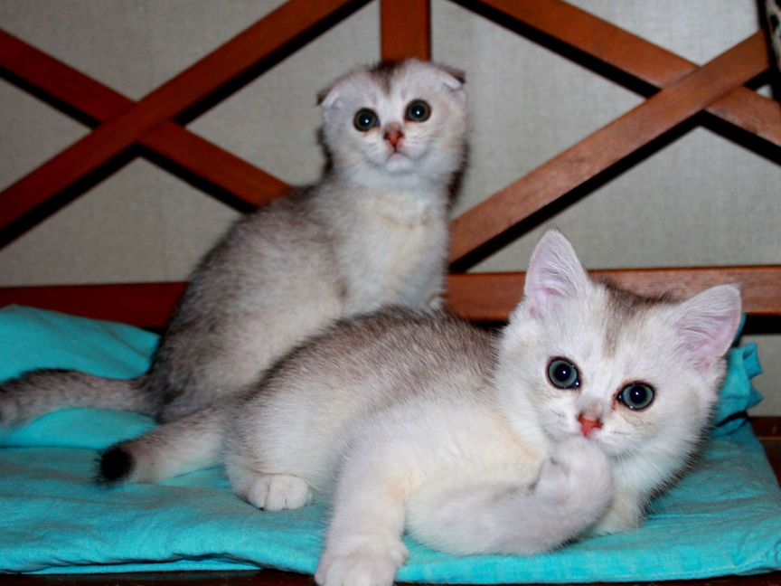 Британские котята, котик-красавчик