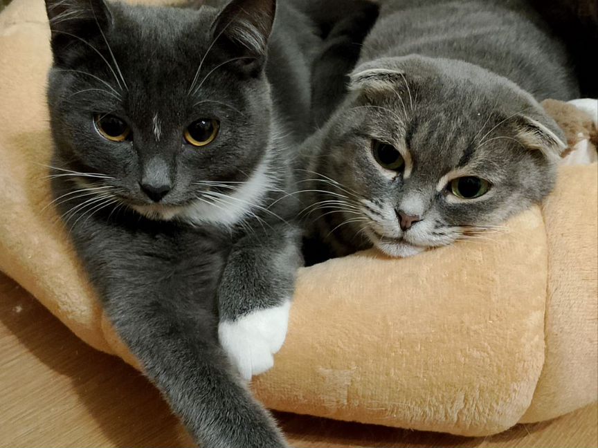 Британская вислоухая кошка и котёнок