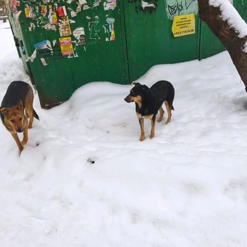 Двух собачек чуть не убили. Ищем передержку