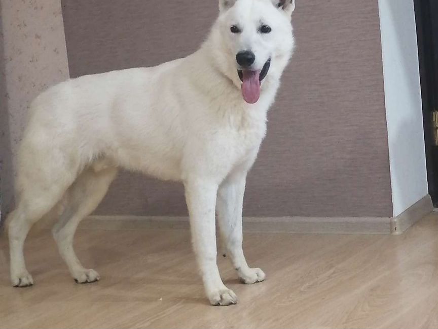 Швейцарская овчарка