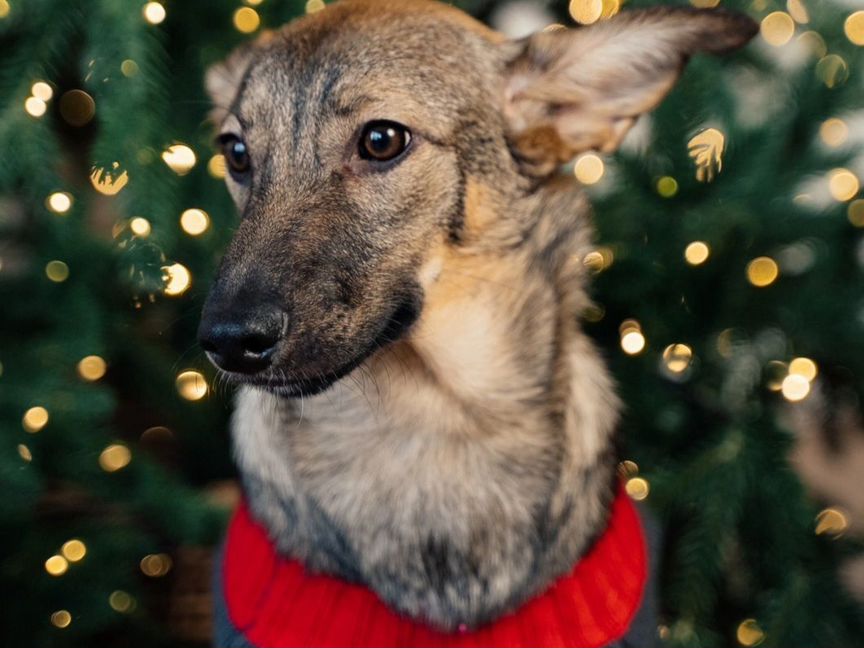 Собака Юна в заботливые руки