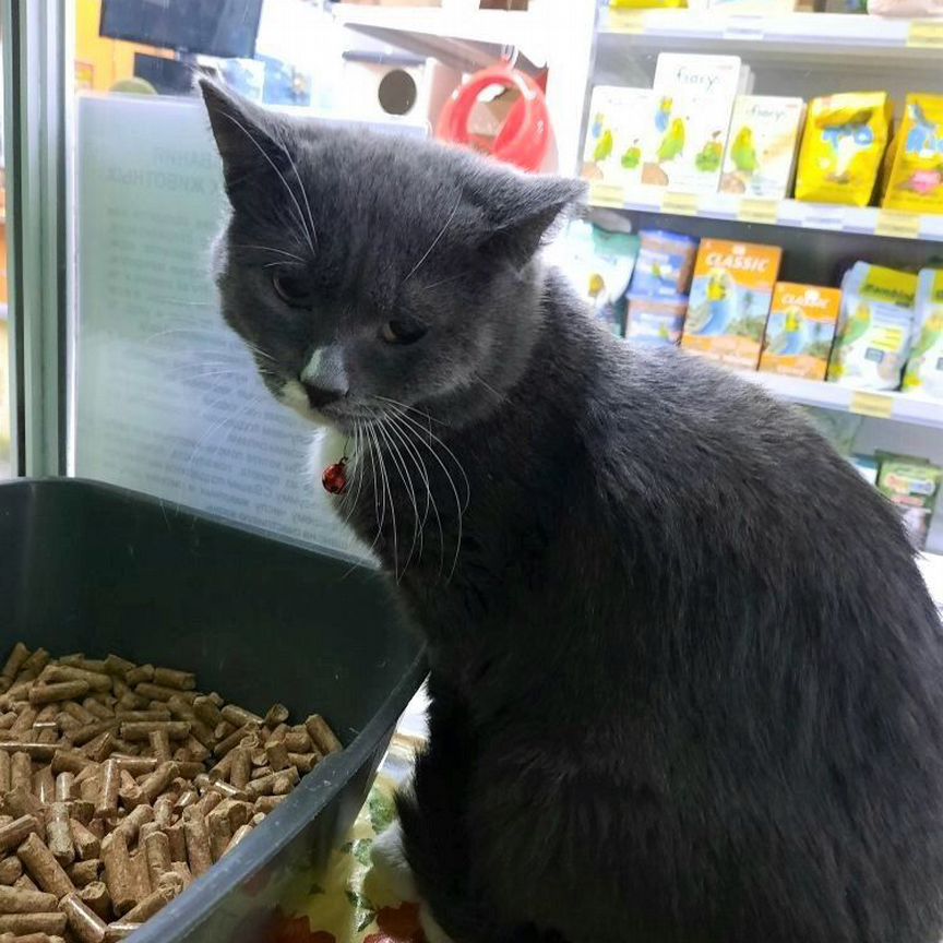Котик-Британец ищет уютный дом (1,5г.)