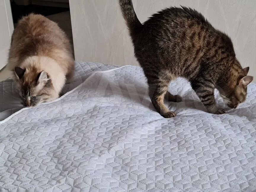 Непромокаемые покрывала для кошек и собак