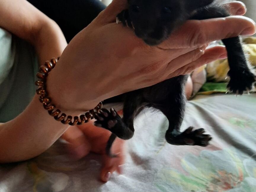 Продам котят ориенталов