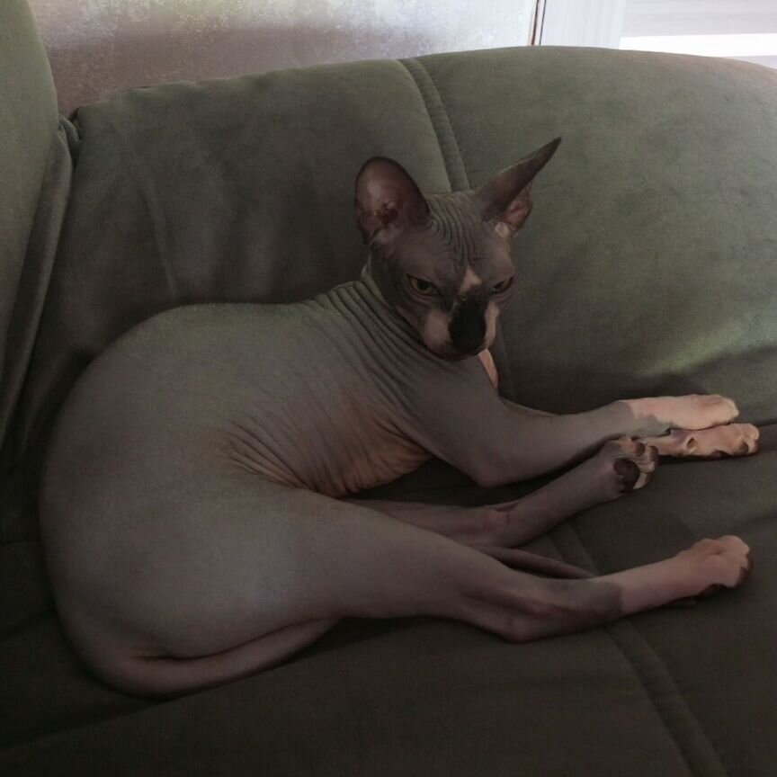 Канадский сфинкс, кот вязка