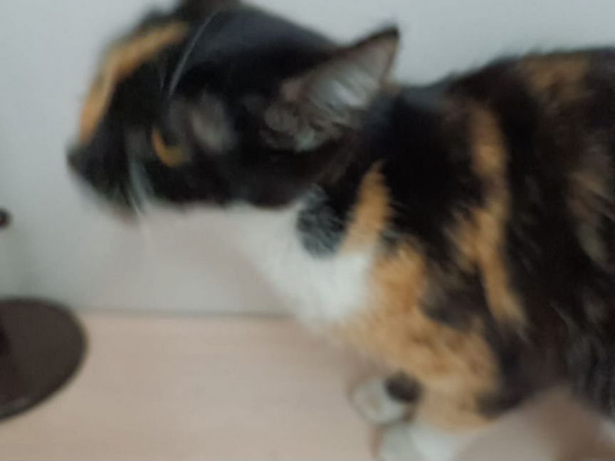 Кошка в дар