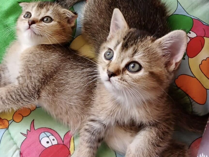 3 девочки 1 мальчик шотландцы